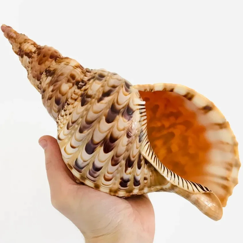 Large Size Trumpet Seashells Triton Seashell Conch Shells Natural Sea ...