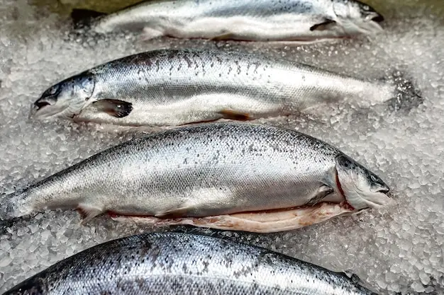 Salmon Fish Frozen Fillet Fresh And Frozen Atlantic Salmon Fish/whole ...