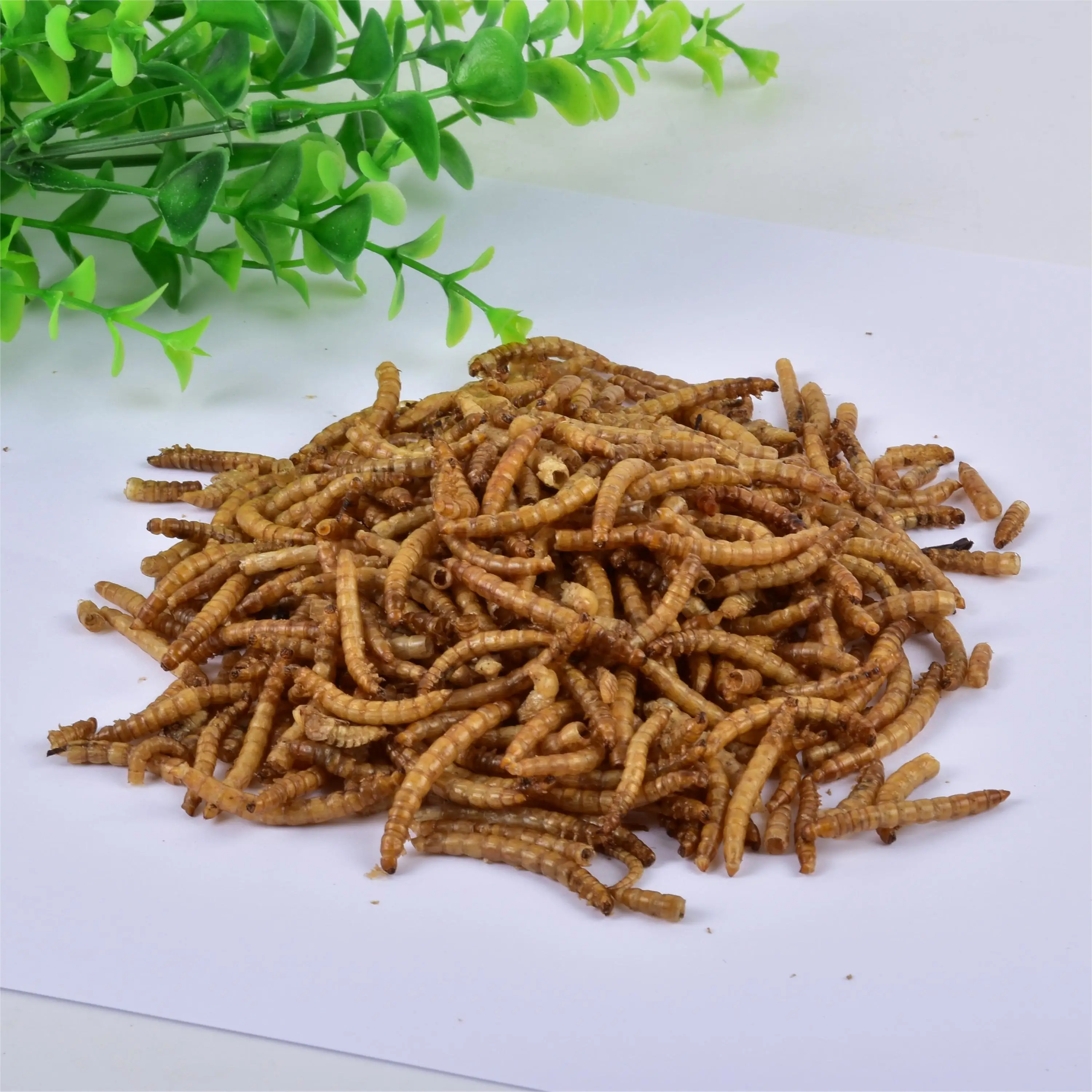 Wholesale High Protein Dried Flour Worm| Alibaba.com
