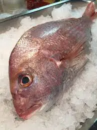 Frozen Red Seabream Fish /frozen Mackerel Fish Frozen Tilapia Fish Red ...