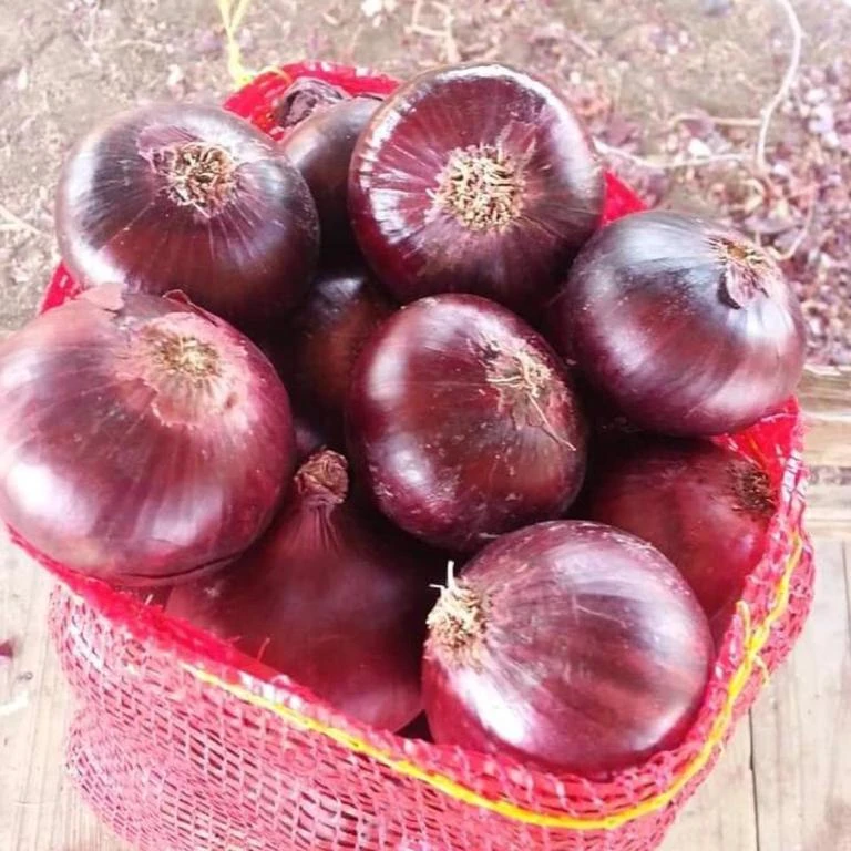Premium Quality Red Onion New Crop Egypt Fresh Red Onions Good Price ...