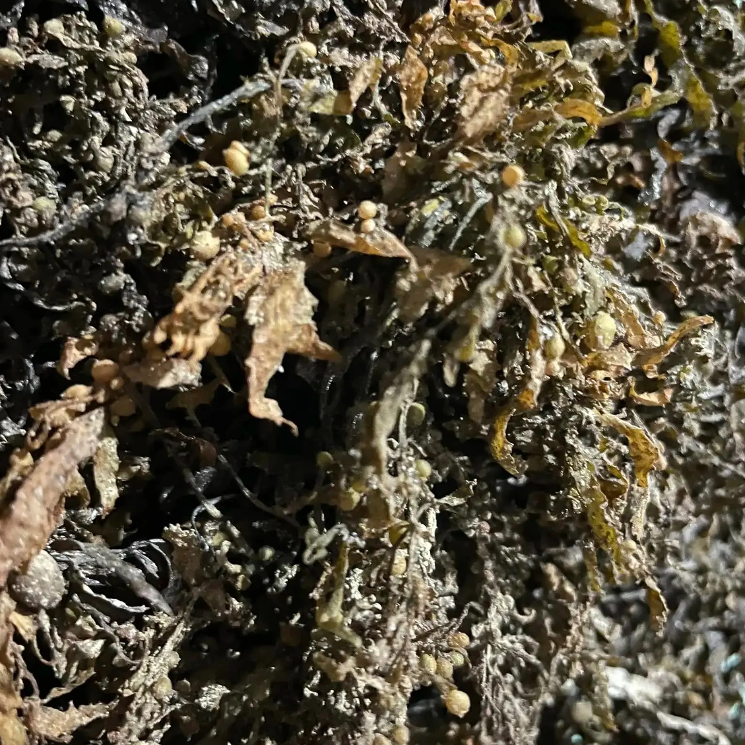 Dried Sargassum For Feed - Buy Dried Sargassum Seaweed sargassum Animal ...