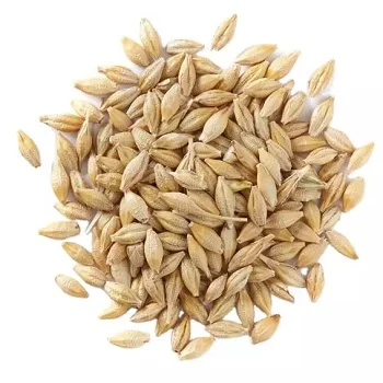 Barley Grains Premium Barley Seeds/animal Feed Barley/bulk Barley ...