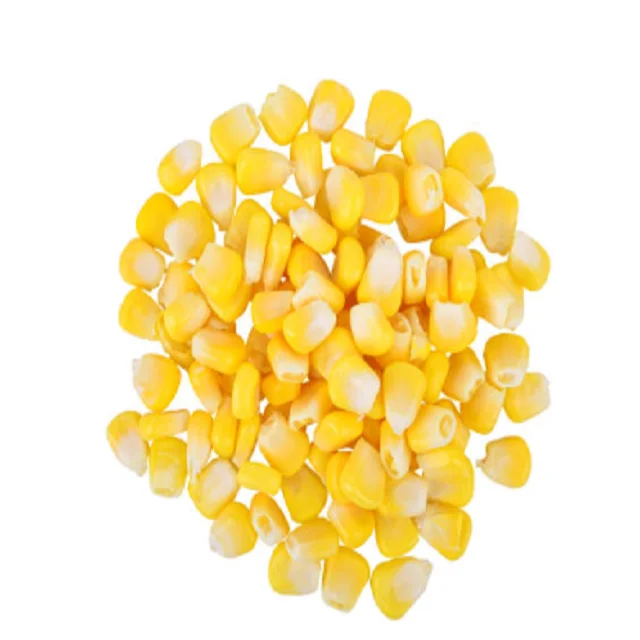 Wholesale 1kg 500 Kg Popcorn Pop Corn Maize Raw Popping Kernels Non ...