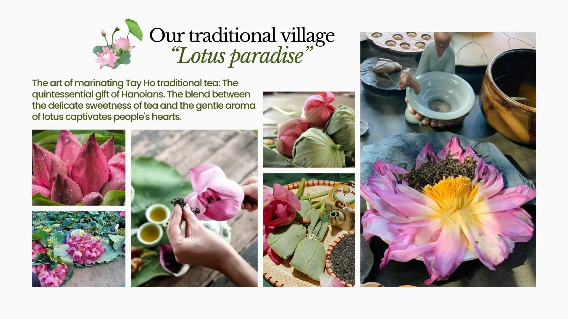 VIETNAM HOLISTIC Lotus Tea: Natural Stress Relief, Beauty Skin Healthy ...