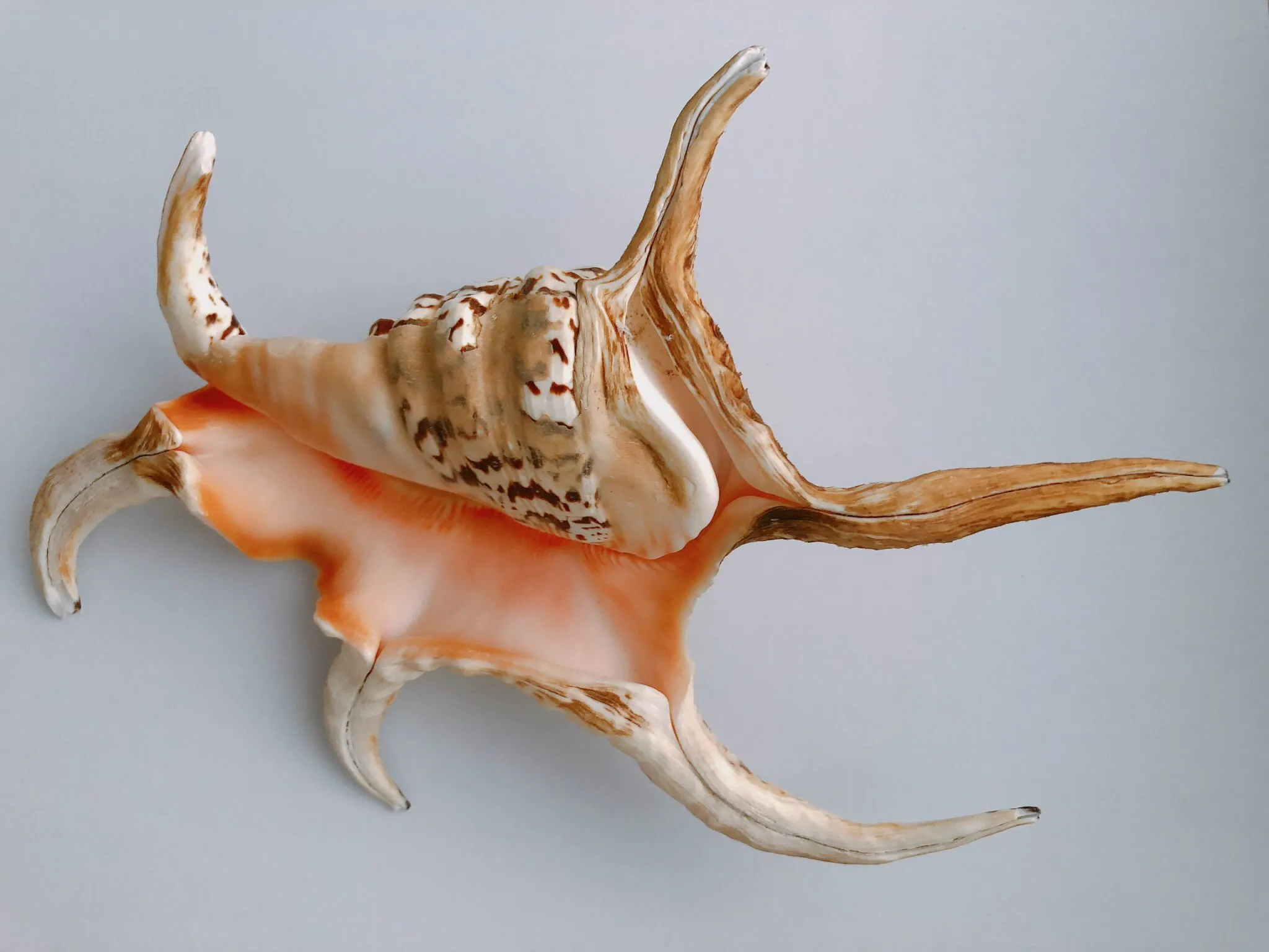 Home and Foods Decoration Craft Seashell Polished Natural Sea Shell Tom ...