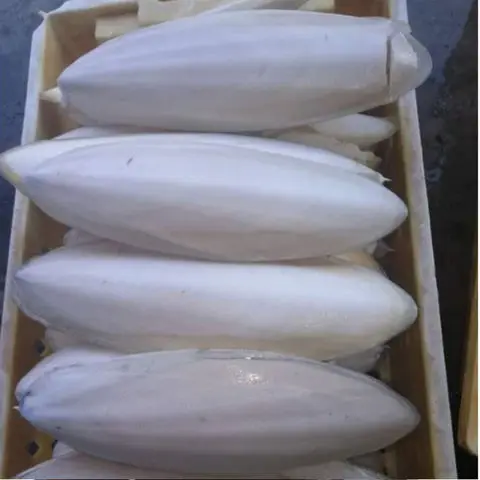 Dried Washes Cuttlefish Bone 15% Max Moisture Top Grade With Best Price ...
