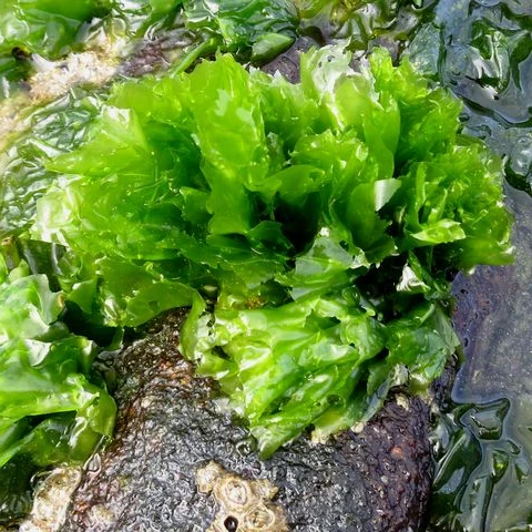 Raw Material Green Ulva Lactuca Seaweed Dry Ulva Lactuca With Best ...