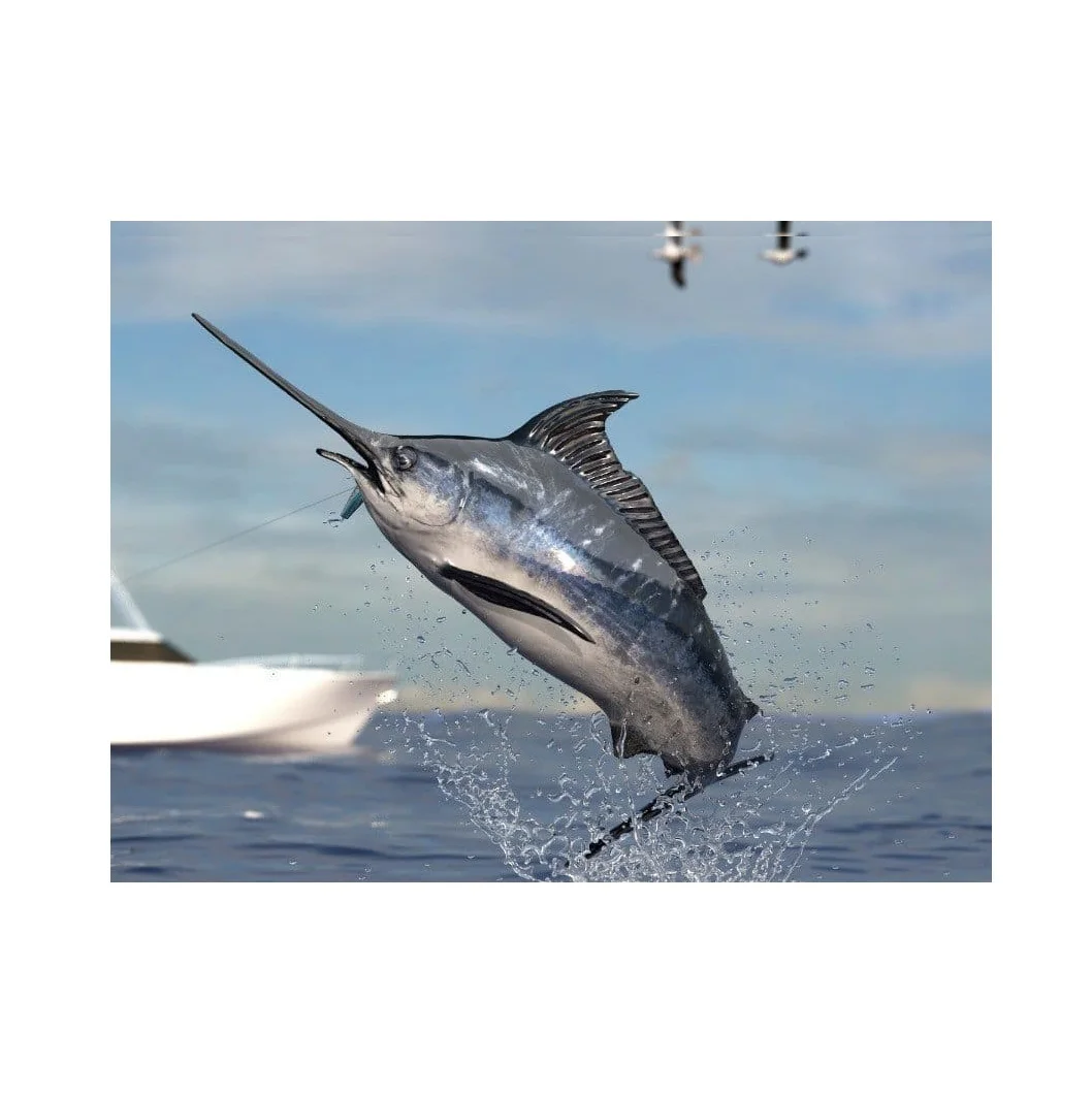 High Quality Frozen Sword Fish Headless And Cleaned At Cheap Price ...