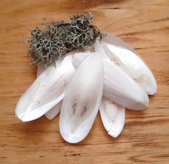 Big Size Dried Cuttle Fish Bone Sun Dry Cuttlebone For Sale Natural ...