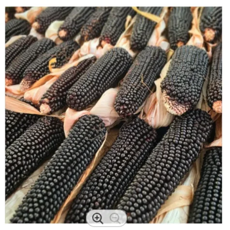 Best Quality Bulk Black Corn / Fresh Farm Black Corn / Fresh Black Corn ...