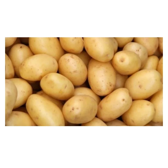 Bulk Stock Available Of Fresh Vegetable Potatoes At Wholesale Prices ...
