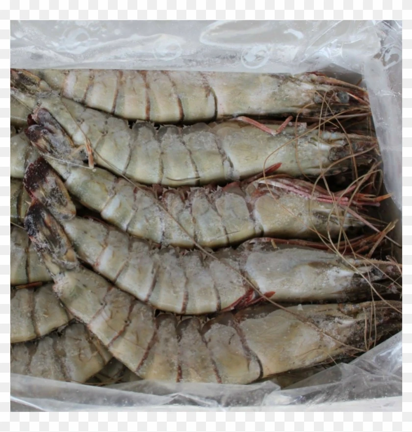 Vannamei Shrimp Vs Black Tiger: Corporate Prawn Comparison