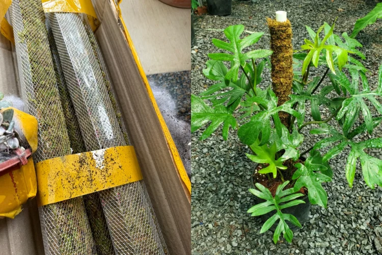 Forest Green Moss for Planting Keep Warm for Trees From Vietnam ...