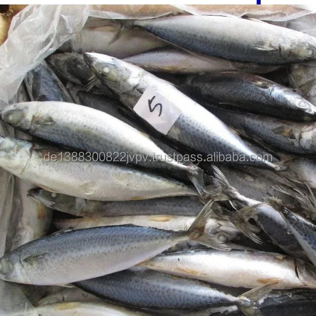 Frozen Fresh Seafood - Top Grade Mackerel Fish Products