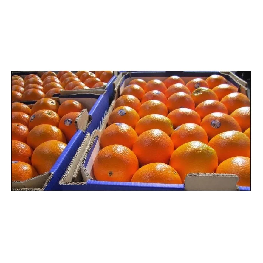 Fresh Navel Valencia Oranges,Mandarin,Grape Fruit All Types Of Citrus ...