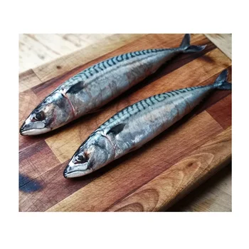 Cheap Wholesale Top Quality Frozen Atlantic Mackerel Fish Wr In Bulk ...