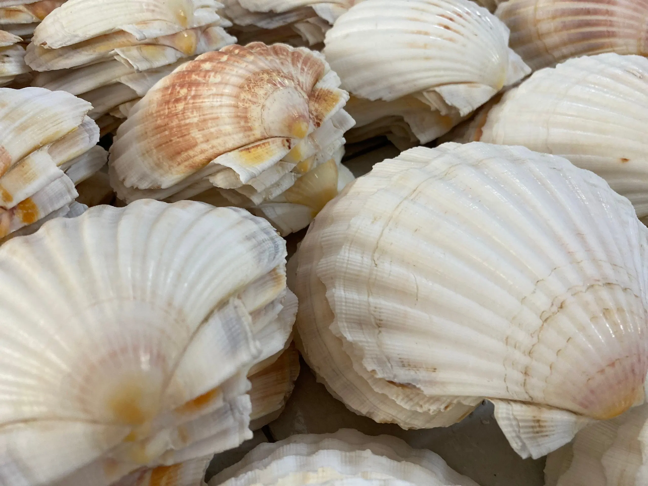 Seashells for Crafts - Dried Scallop Shell - Abalone Shell Craft ...