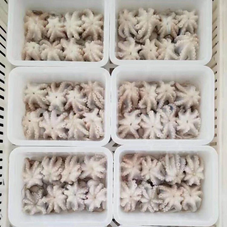 Frozen Seasoned Baby Octopus Octopus Fresh Frozen Baby Octopus For Sale ...