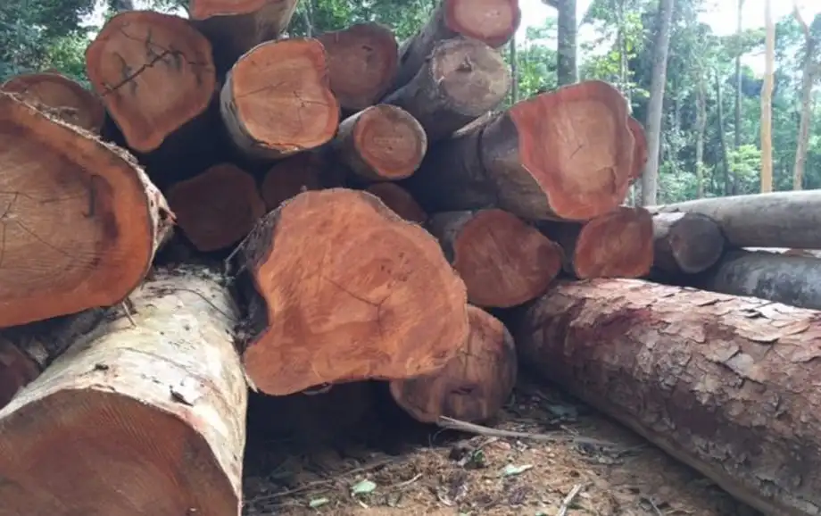 Hot Sale Sapele/ Sapelli Wood Lumber - Sawn Hardwood - Directly From ...