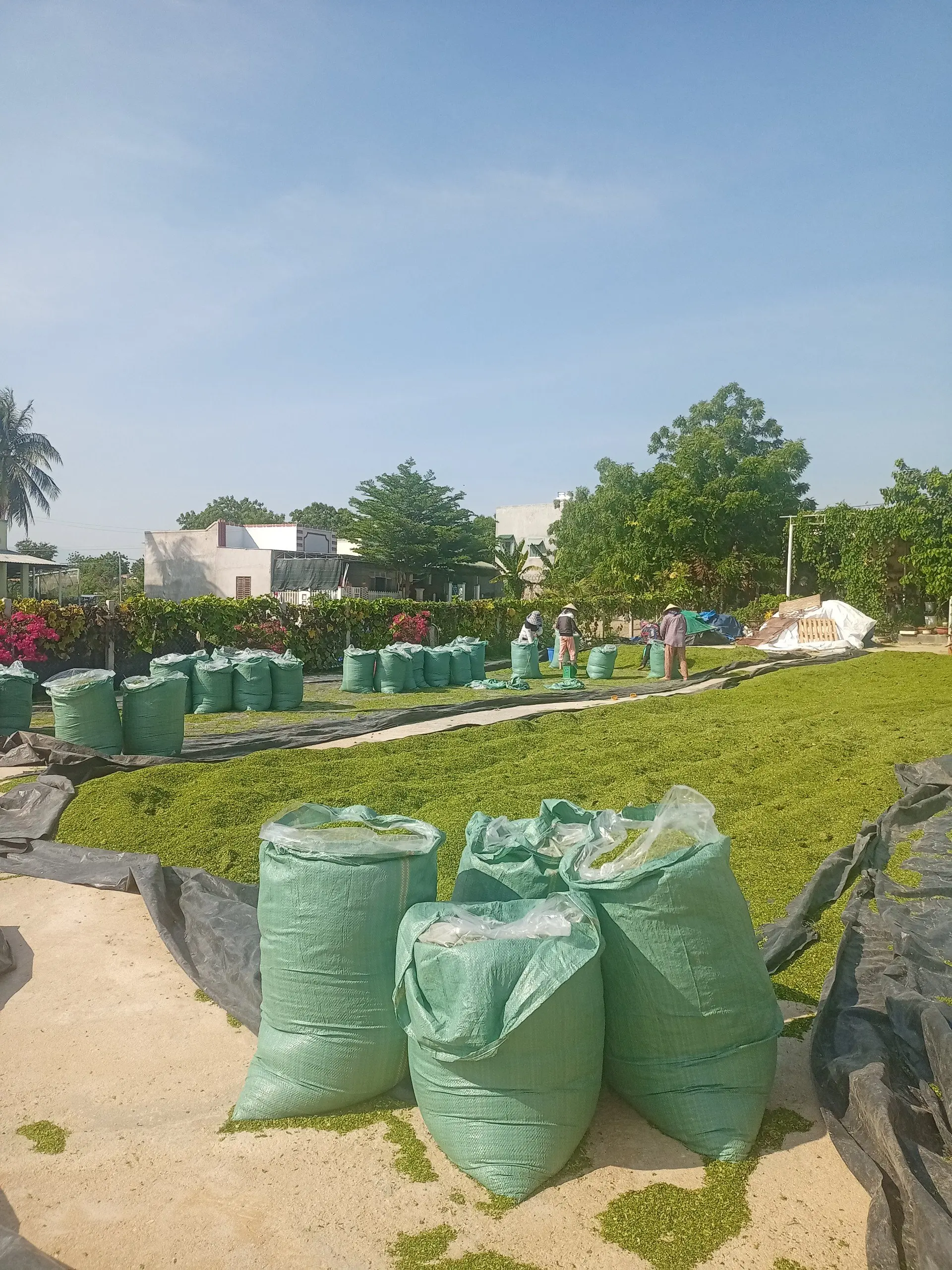 Hot 2024 Exporting Top Quality Green Seaweed Powder From Vietnam Bulk ...