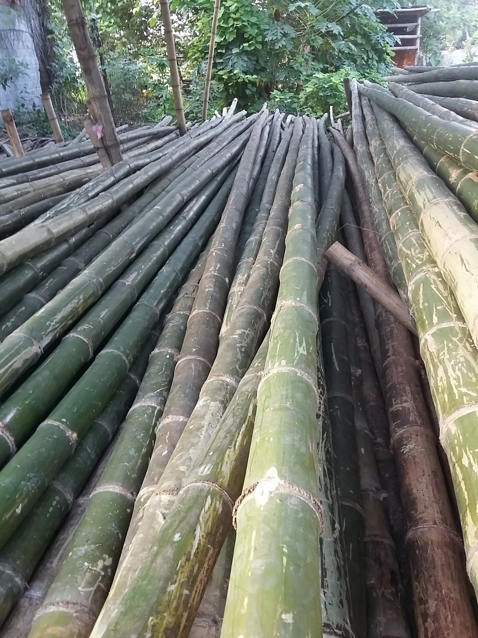Cheap Natural Solid Bamboo Poles Bamboo Fence for Construction - Cheap ...