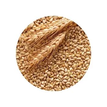 Feed Wheat Wholesale Natural Organic First Grade Animal Feed Wheat 50 ...