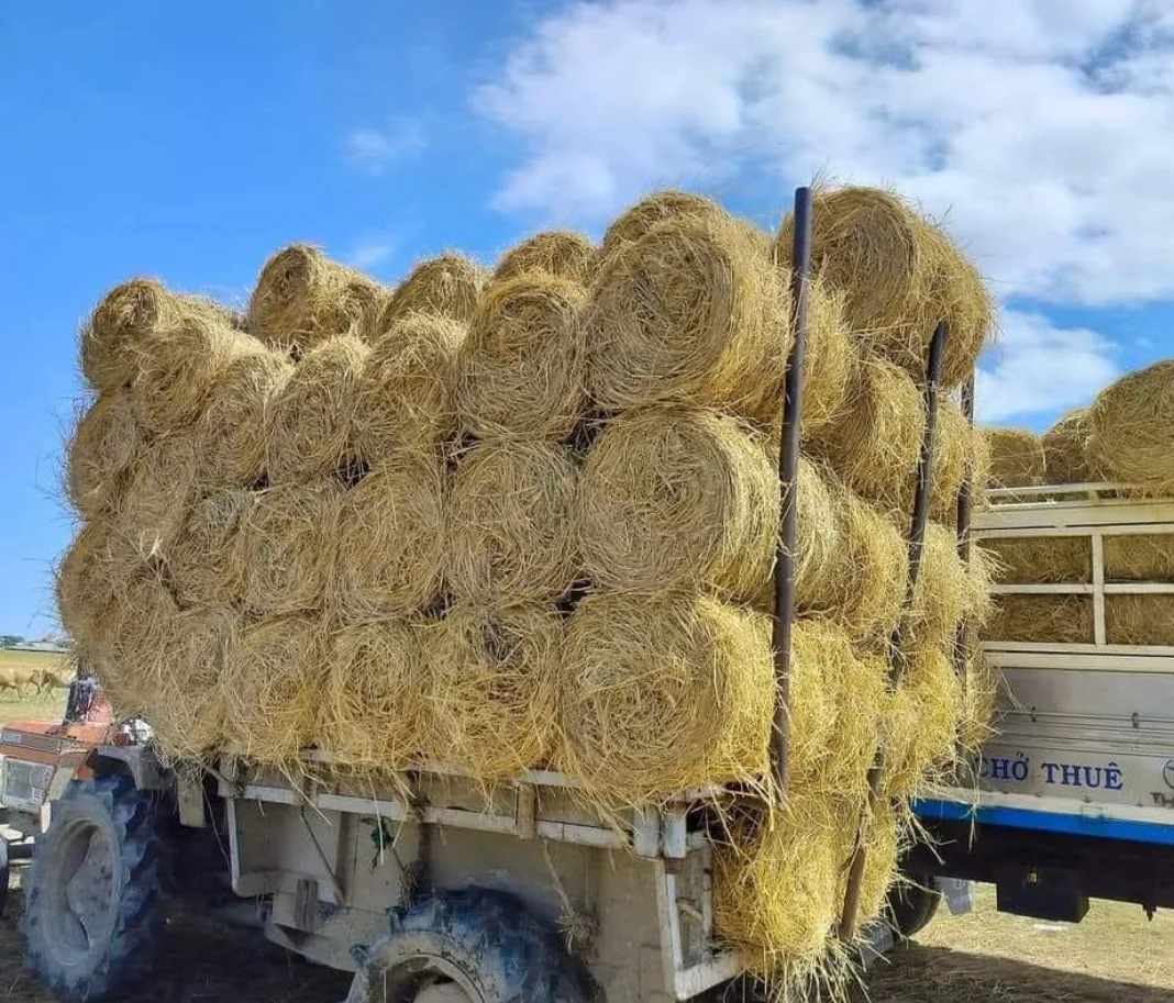 Wholesale Dried Raw Paddy Straw - Haverst Leftover Residue Paddy Rice ...