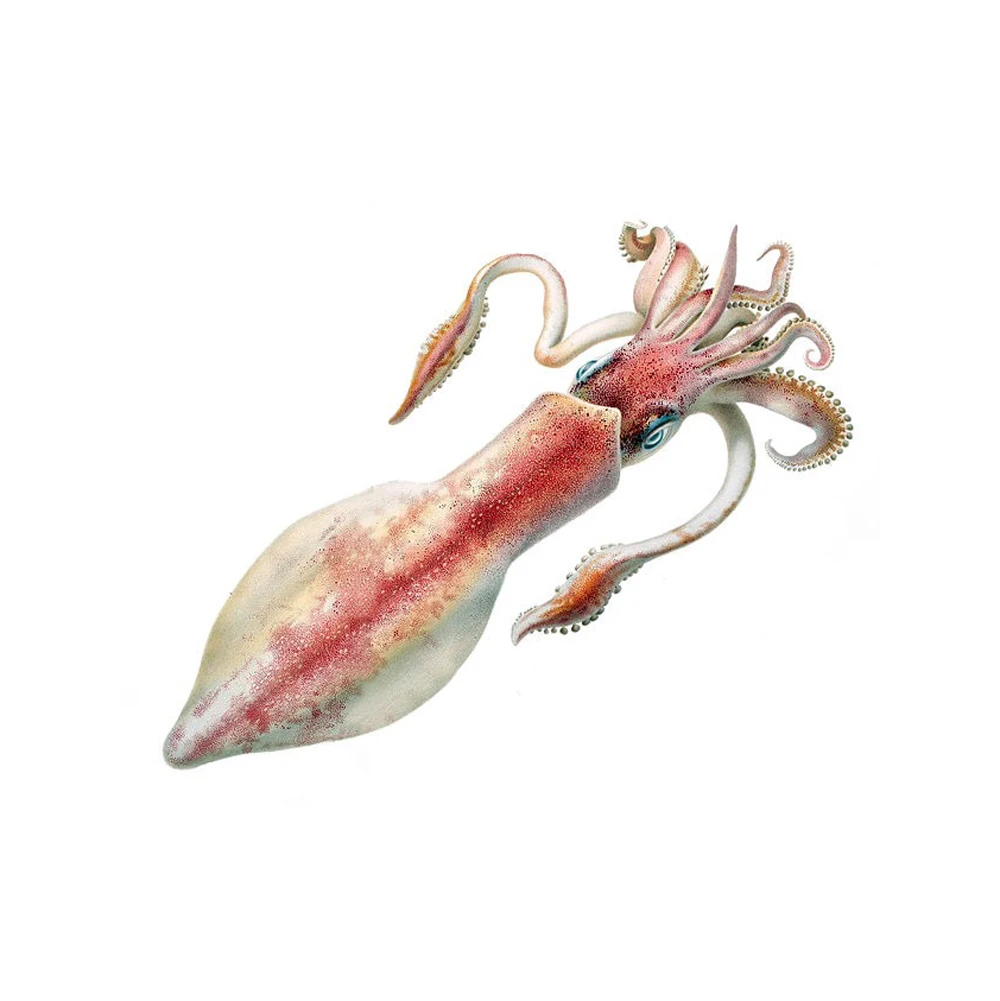 Frozen Seafood Black Whole Loligo Squid Frozen Squid Loligo Delicious ...