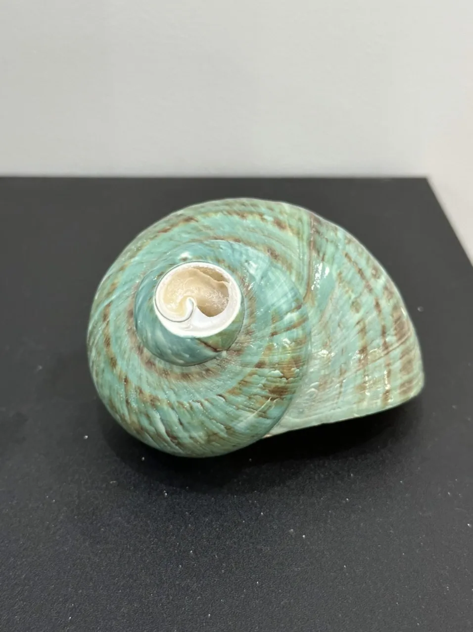 Big Size Hermit Crab Sea Shell - Green Mother of PEARL