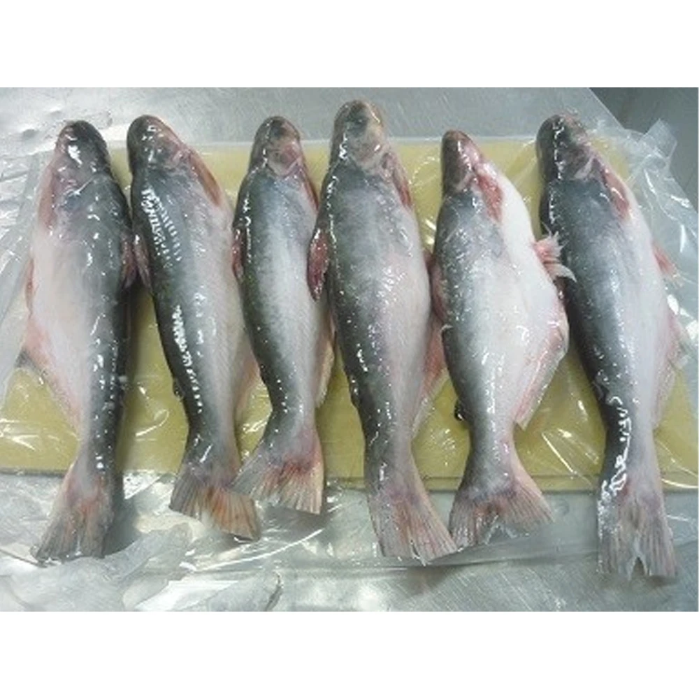 Alibaba.com: Frozen Pangasius Fish Maws Basa Catfish Whole Round, low ...