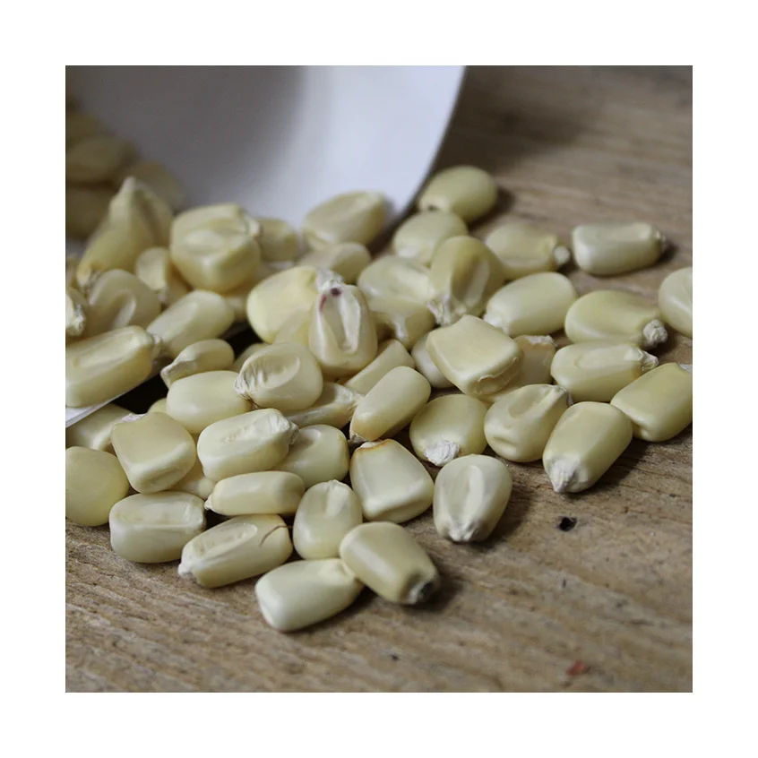 Dry White Corn For Animal Feed / Dry White Corn For Popcorn - Buy ...