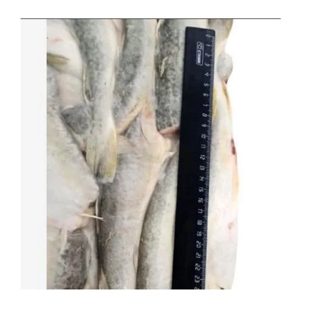 Wholesale Price Cod Swim Bladder Frozen Cod Bladder - Buy Wholesale ...