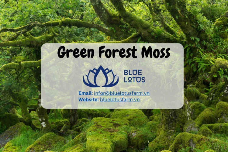 Best Price Sphagnum Moss Dried Forest Moss For Plating Tree Keep ...