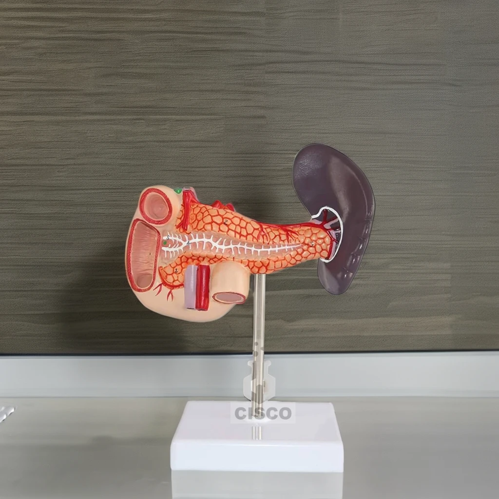 Spleen Pancreas Duodenum Model pancreas,gallbladder anatomical organs ...