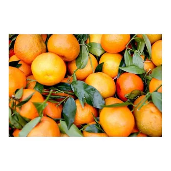 Fresh Navel Valencia Orange And Mandarin Oranges Citrus From Ready To ...