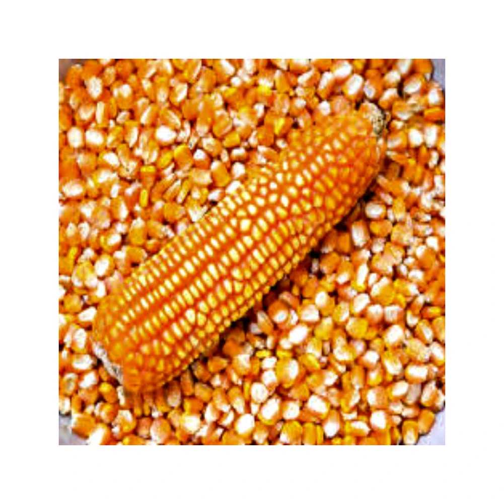 Factory Price Dried Yellow Corn - Maize Dry For Animal Feed For Sale - Buy Yellow White Corn ...
