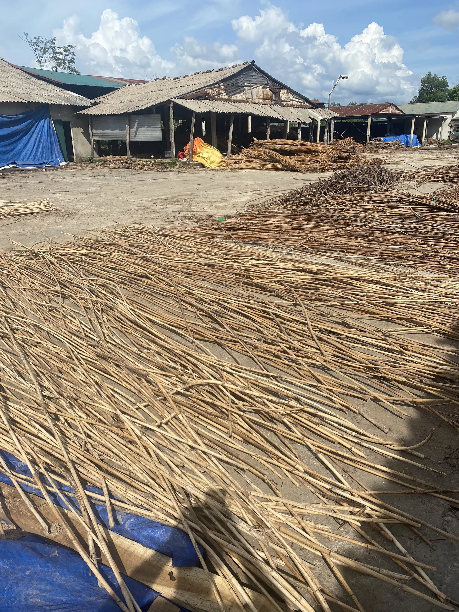 Cheap Price Malacca Rattan Canes for Export from Vietnam