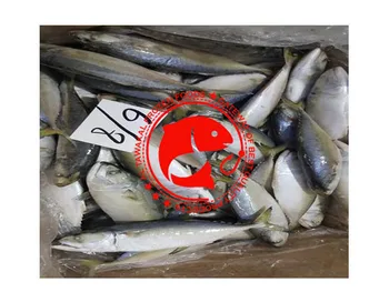 High Quality Frozen Indian Mackerel Frozen Fish Wholesale Price Fish ...