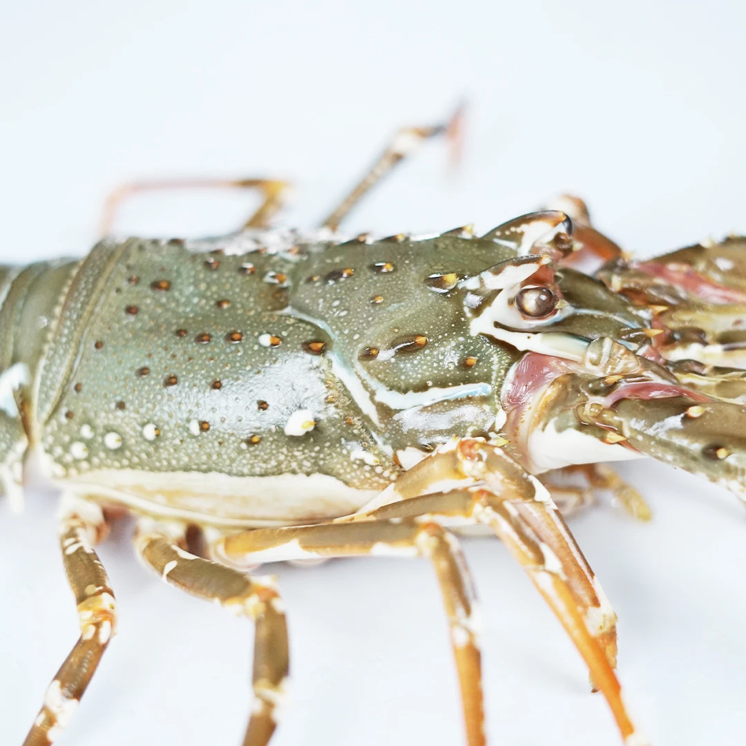 Fresh Lobsters From Indonesia Weighing 200 300 Grams Now Available In ...