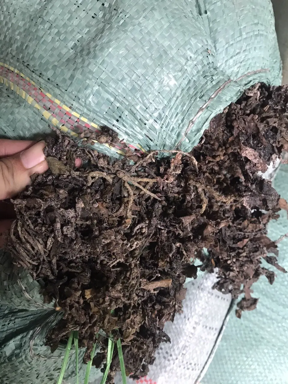 BULK EXPORT DRIED SARGASSUM SEAWEED/ SEAWEED SARGASSUM HIGH QUALITY at ...