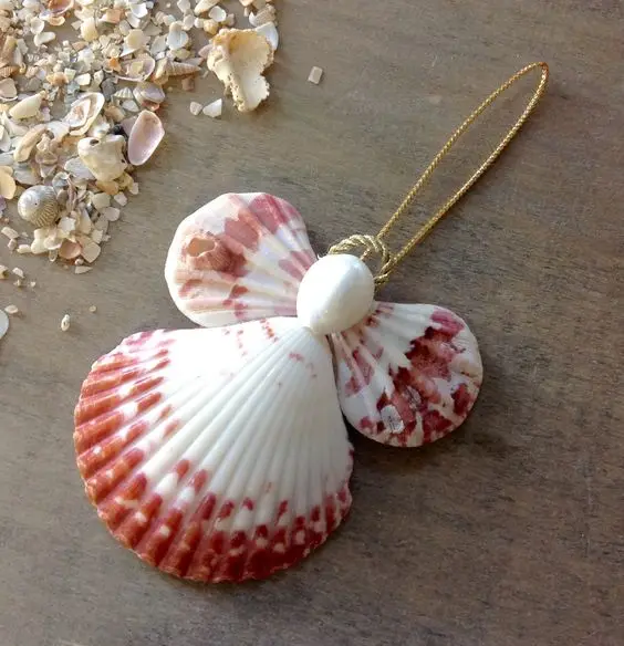 Vietnam Origin Dried Scallop Shell - Perfect for Crafts