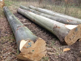 Alibaba.com: Beech Timber Supplier Beech Logs for Sale : Sustainably ...