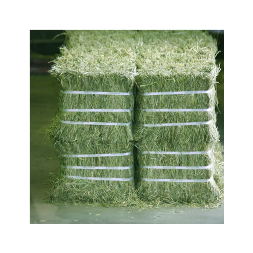 Best Super Alfalfa Hay Timothy Hay Lush Green Moisture Controlled ...