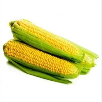 Wholesale Canadian Sweet Yellow Corn For Animal Feed And Human ...
