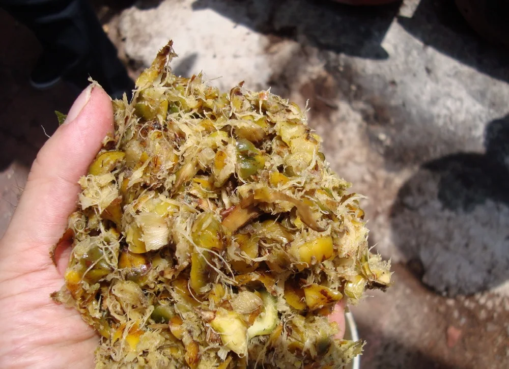 Pineapple Residue Silage - Buy Silage For Animal Herbs Tea Black Dried ...