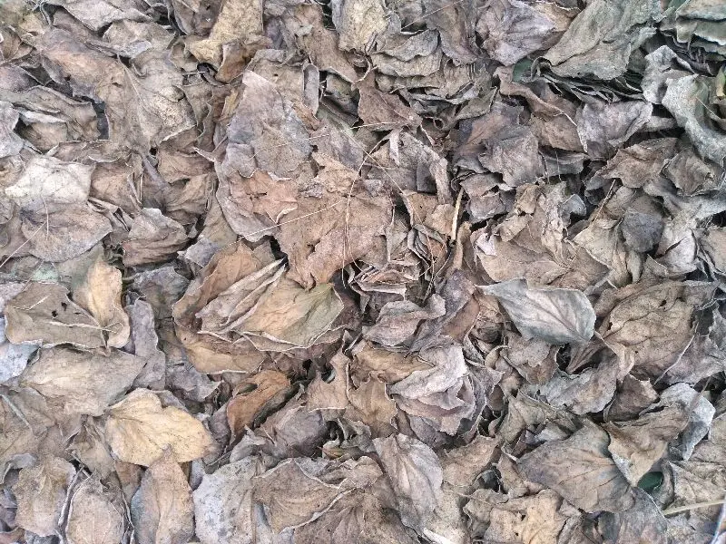 Wholesale Dried Betel Leaves - Pure Herbal from Vietnam