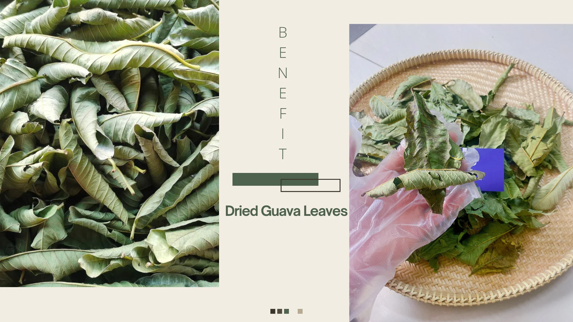 Hot Product 2024 Dried Guava Leaf With High Quality Made In Viet Nam ...