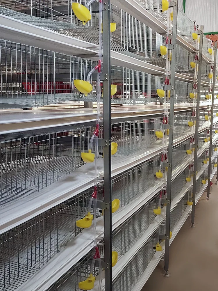 5 Tiers Hot-galvanized Automatic Design Layer Quail Cages /plastic ...