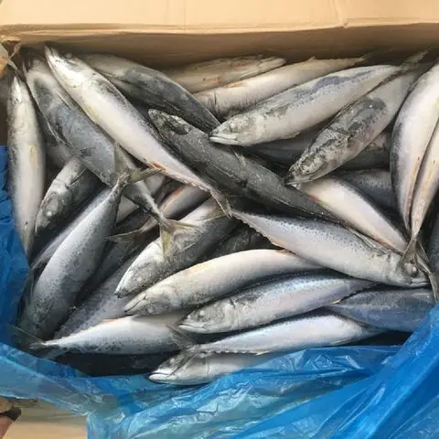 Frozen Seafood Mackerel Fish Atlantic Mackerel For Sale - Buy Cheap ...